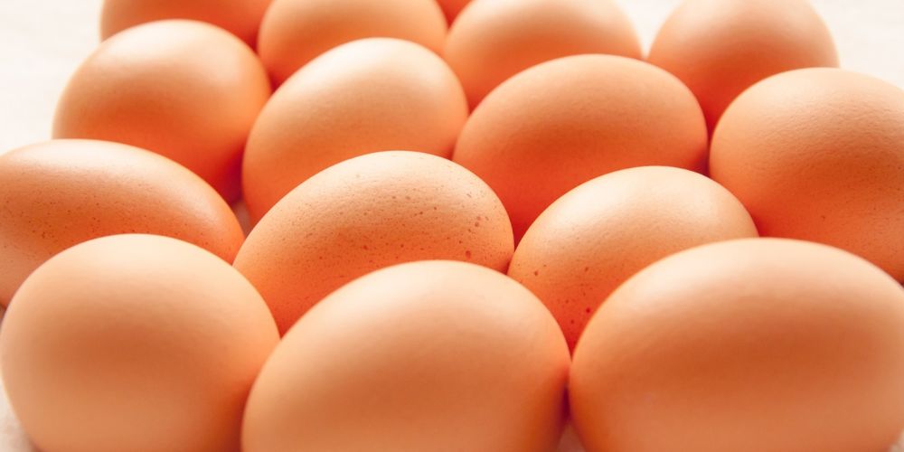 Enhancing Egg Production: Key Factors Influencing Chicken Health and Yield