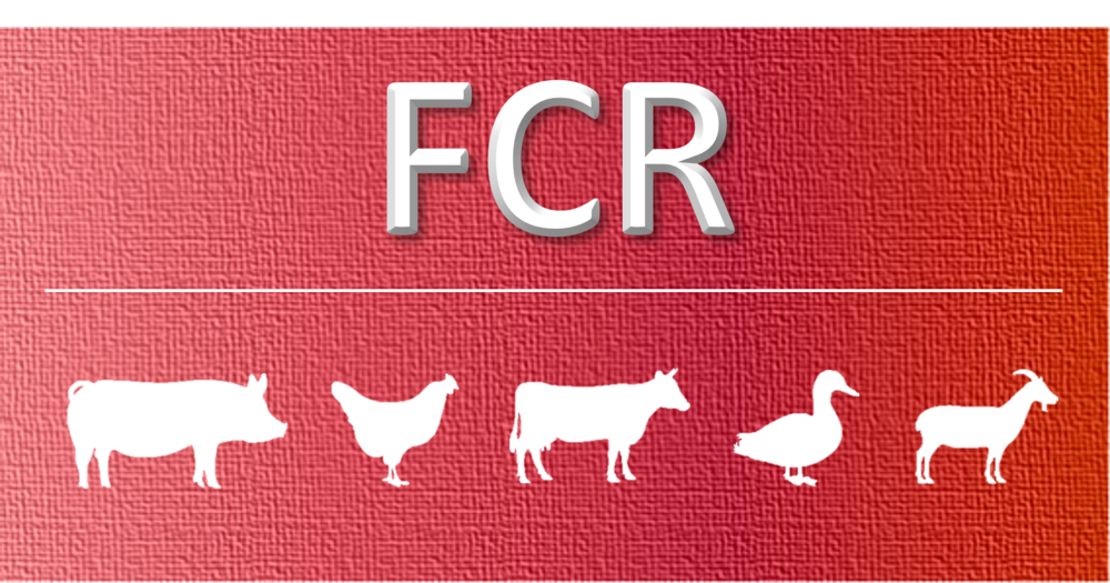 Feed Conversion Ratio: Unveiling the Secrets of Sustainable Livestock ...