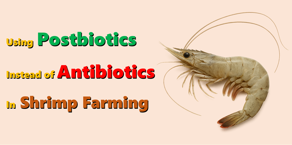 Tired of Antibiotics in Shrimp Farming? Boost Gut Health & FCR with ...